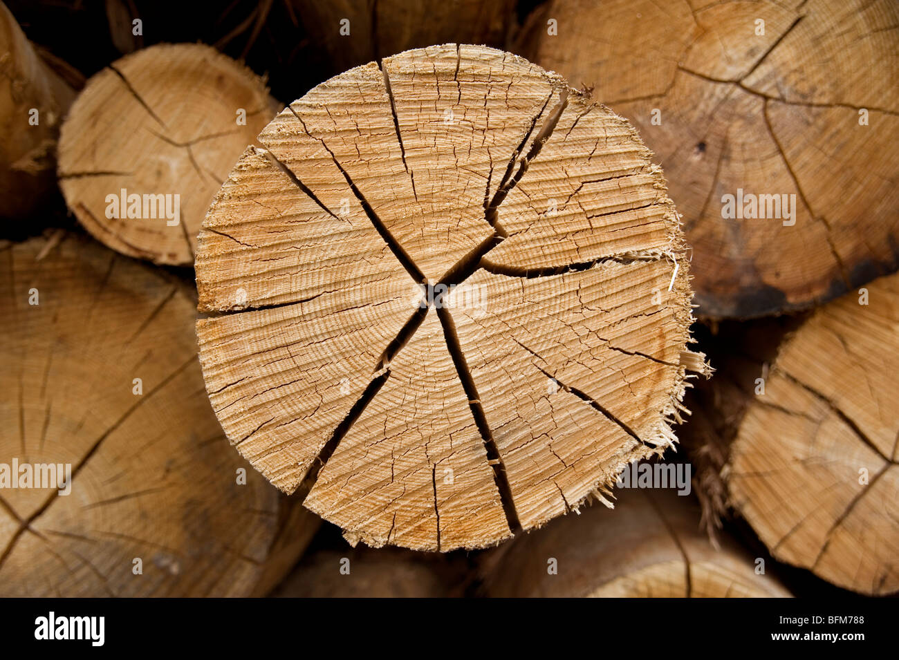 Australian hardwood logs stacked ready for milling Stock Photo - Alamy