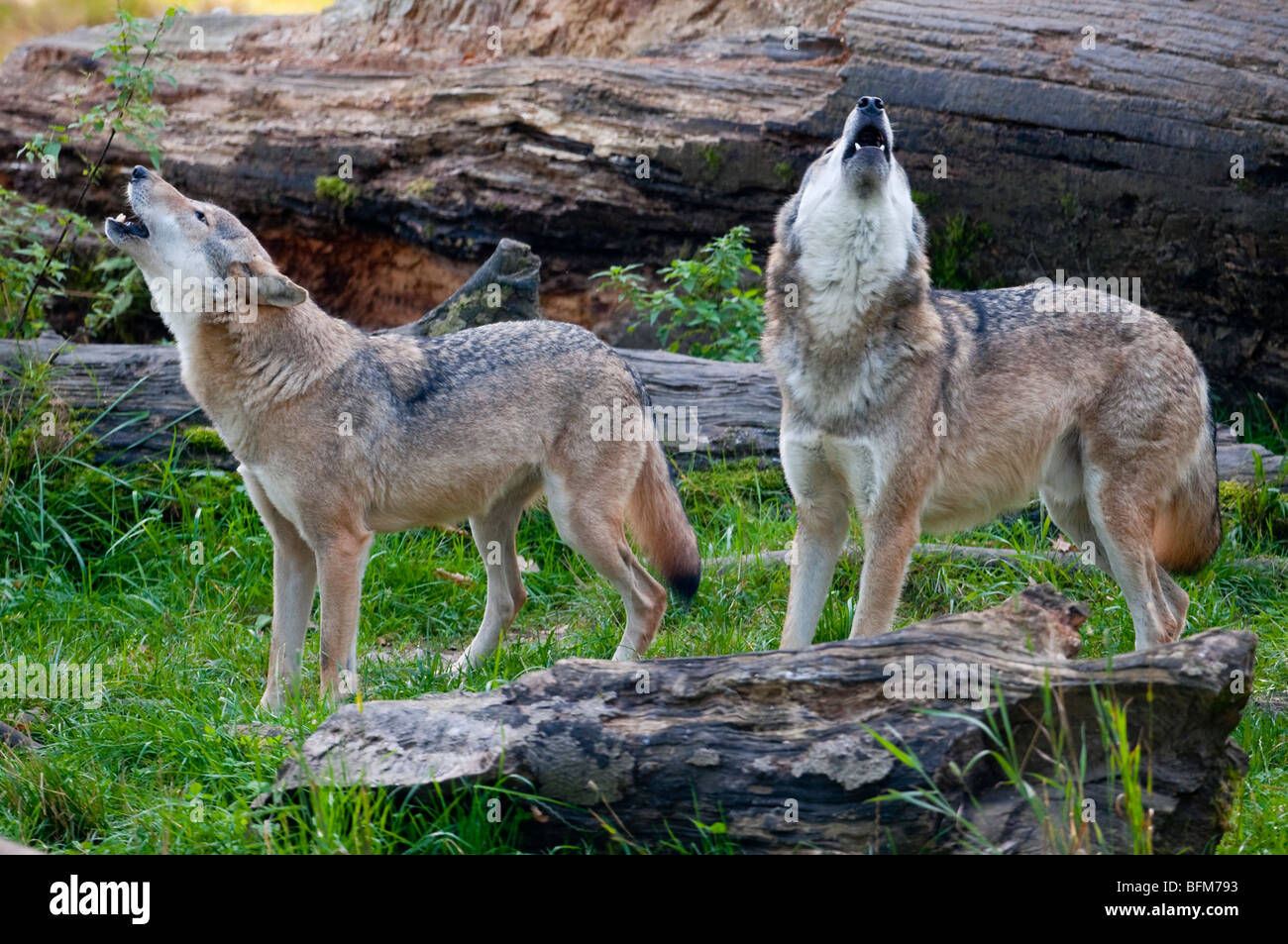 Timber Wolf Pack Howling