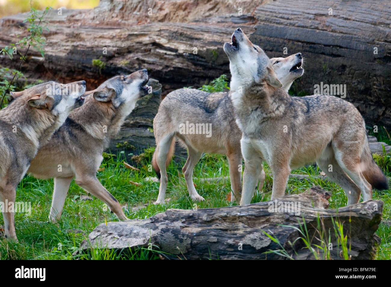 Europäischer Wolf - (Canis lupus) - European wolf Stock Photo - Alamy