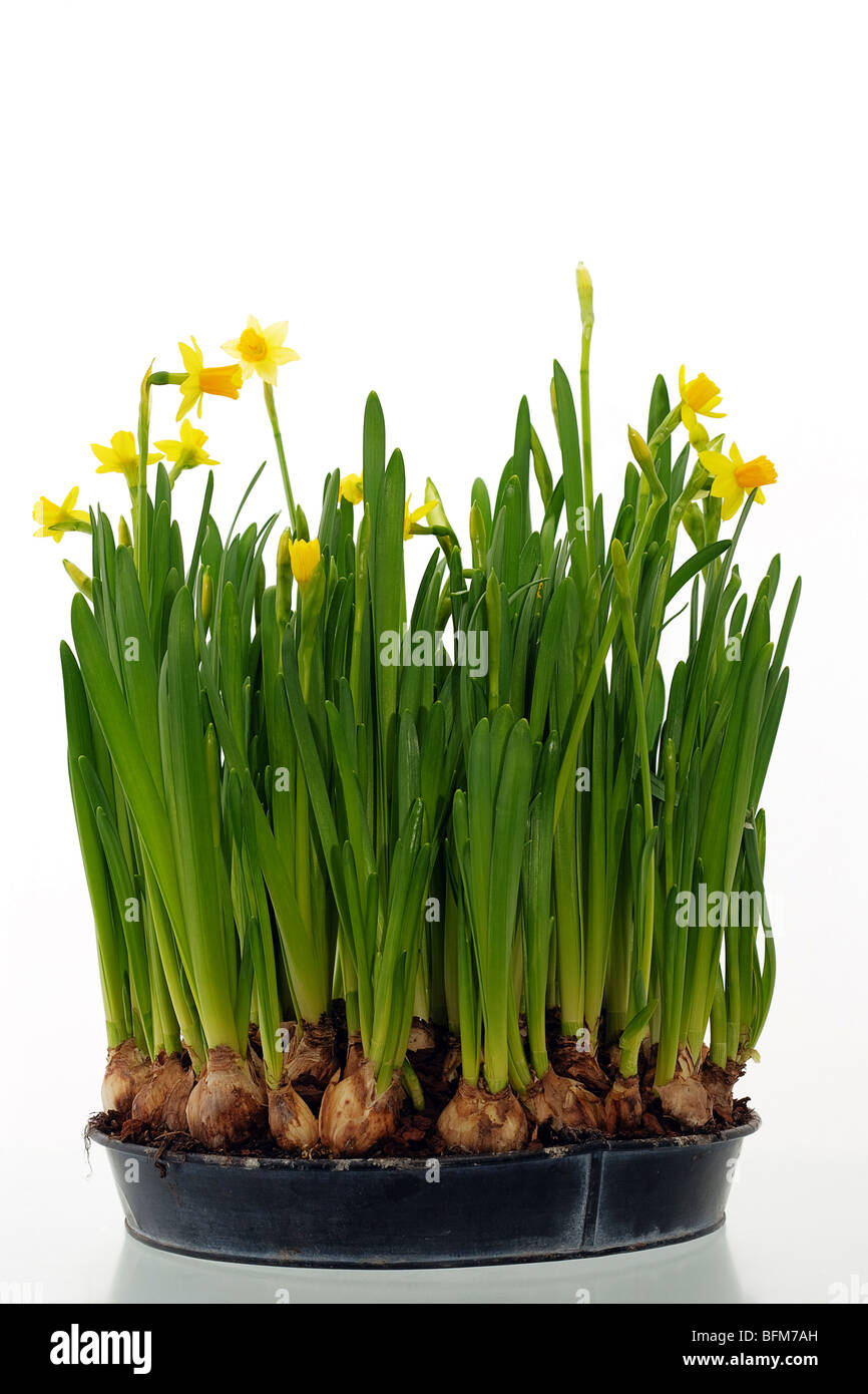 Spring arrived hi-res stock photography and images - Alamy