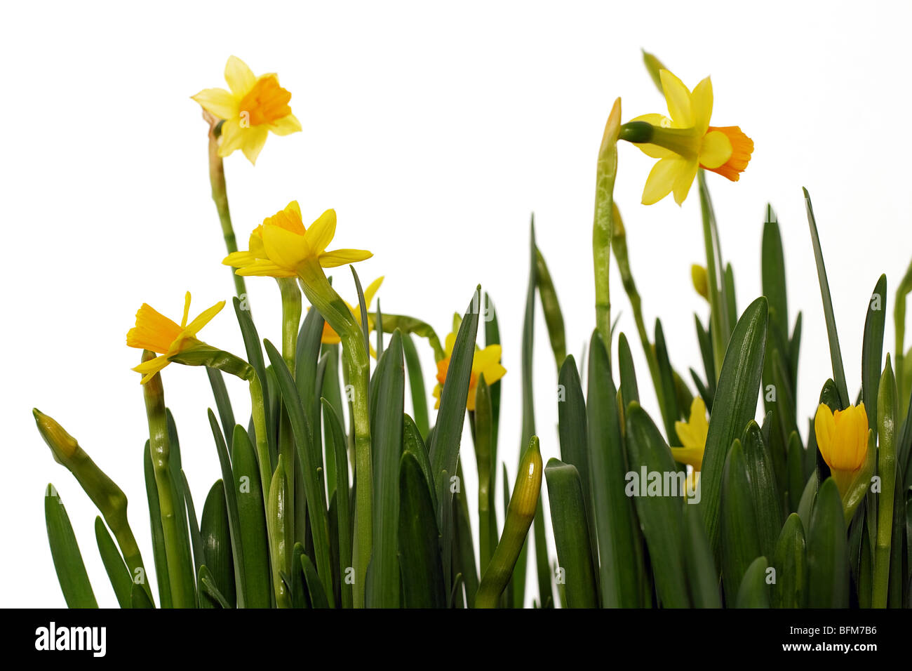 Spring arrived hi-res stock photography and images - Alamy