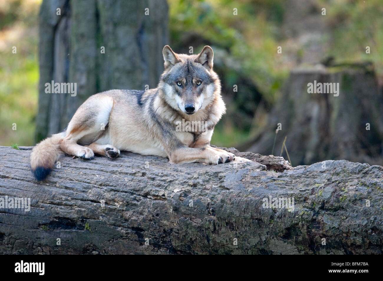 Europäischer Wolf - (Canis lupus) - European wolf Stock Photo - Alamy