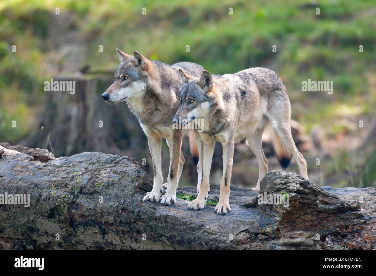 Europäischer Wolf - (Canis lupus) - European wolf Stock Photo - Alamy