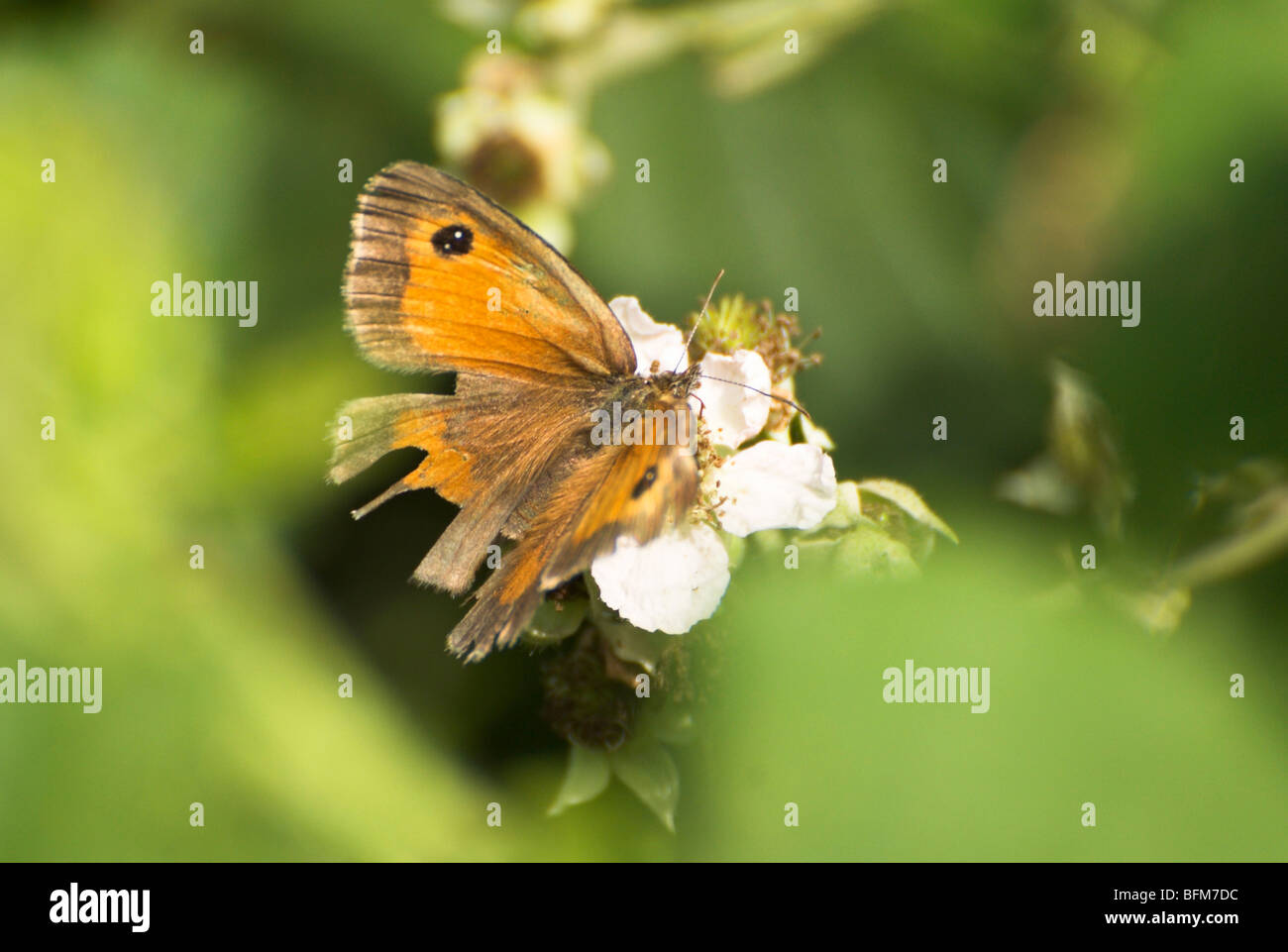 A tatty Gatekeeper butterfly (Pyronia tithonus) - female Stock Photo ...