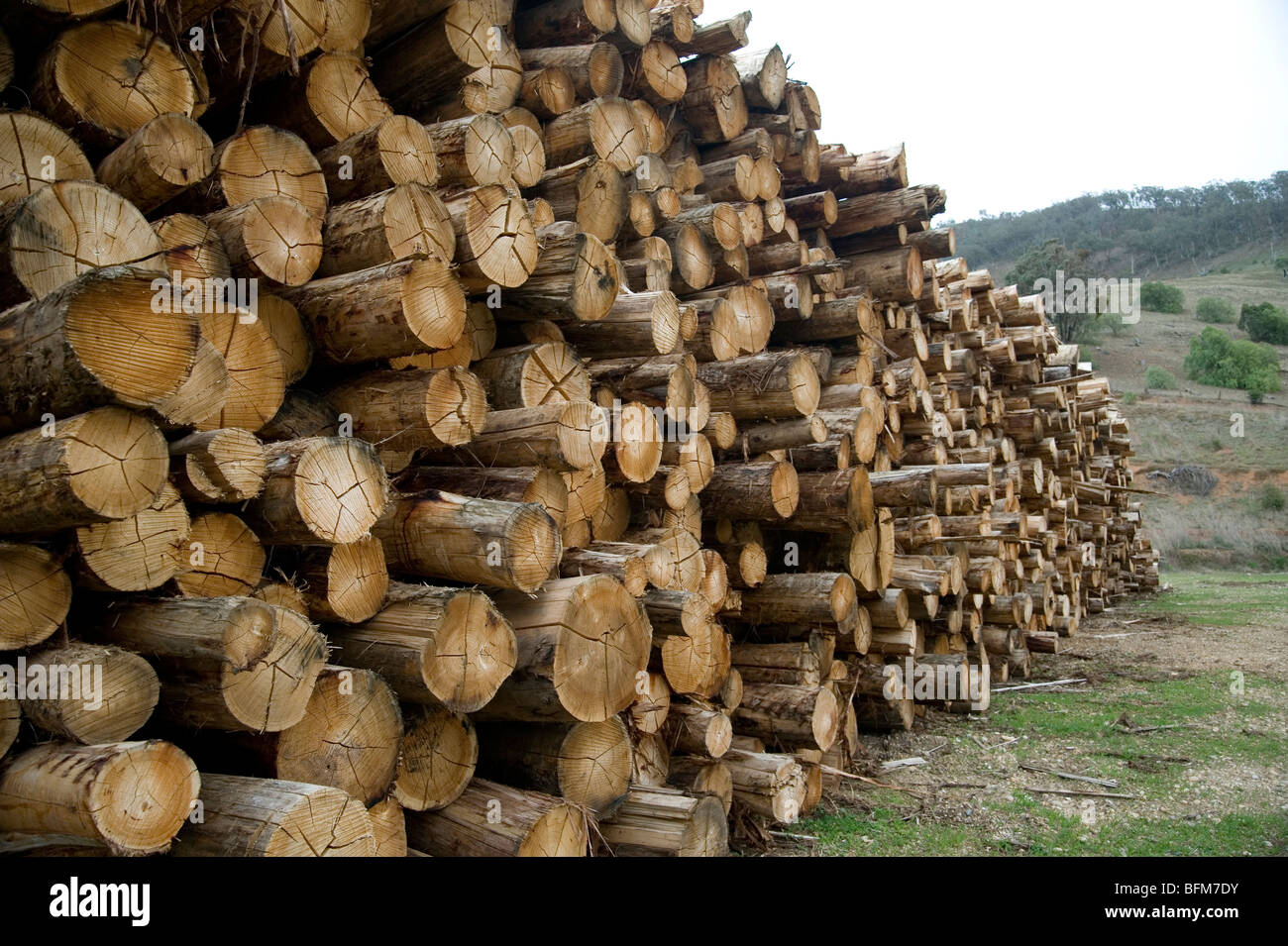 Compressed Hardwood Logs at Charles Nunnally blog