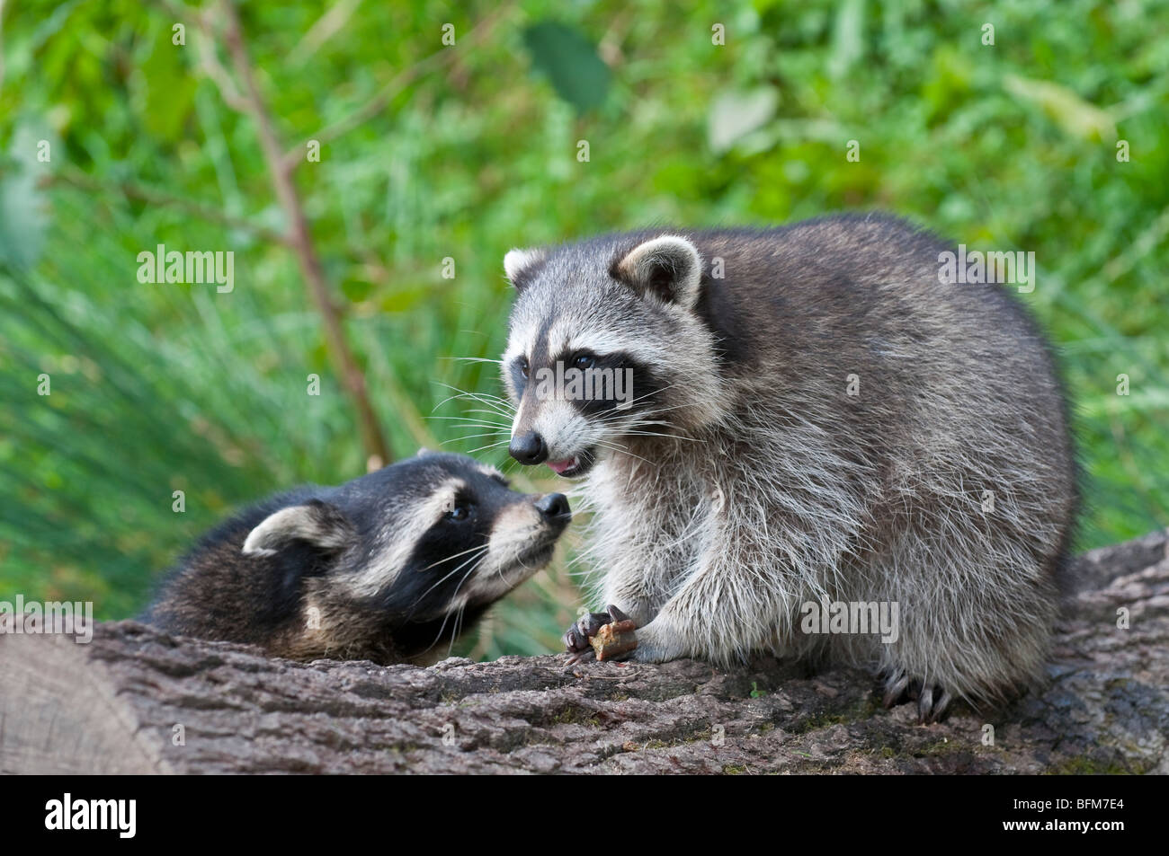 Two raccoon hi-res stock photography and images - Alamy