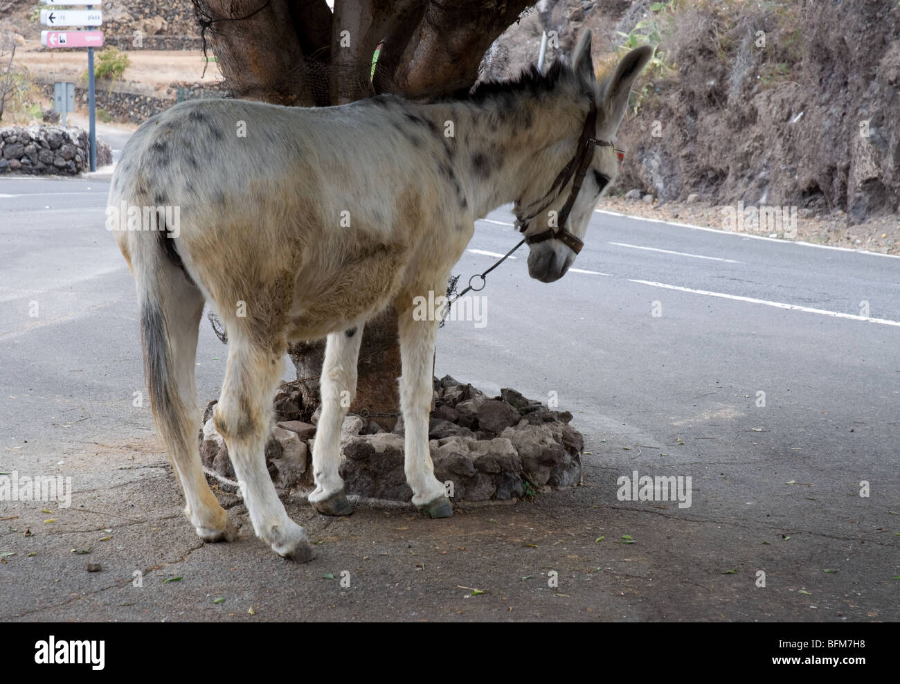 Donkey tethered to a tree in Tenerife Stock Photo - Alamy