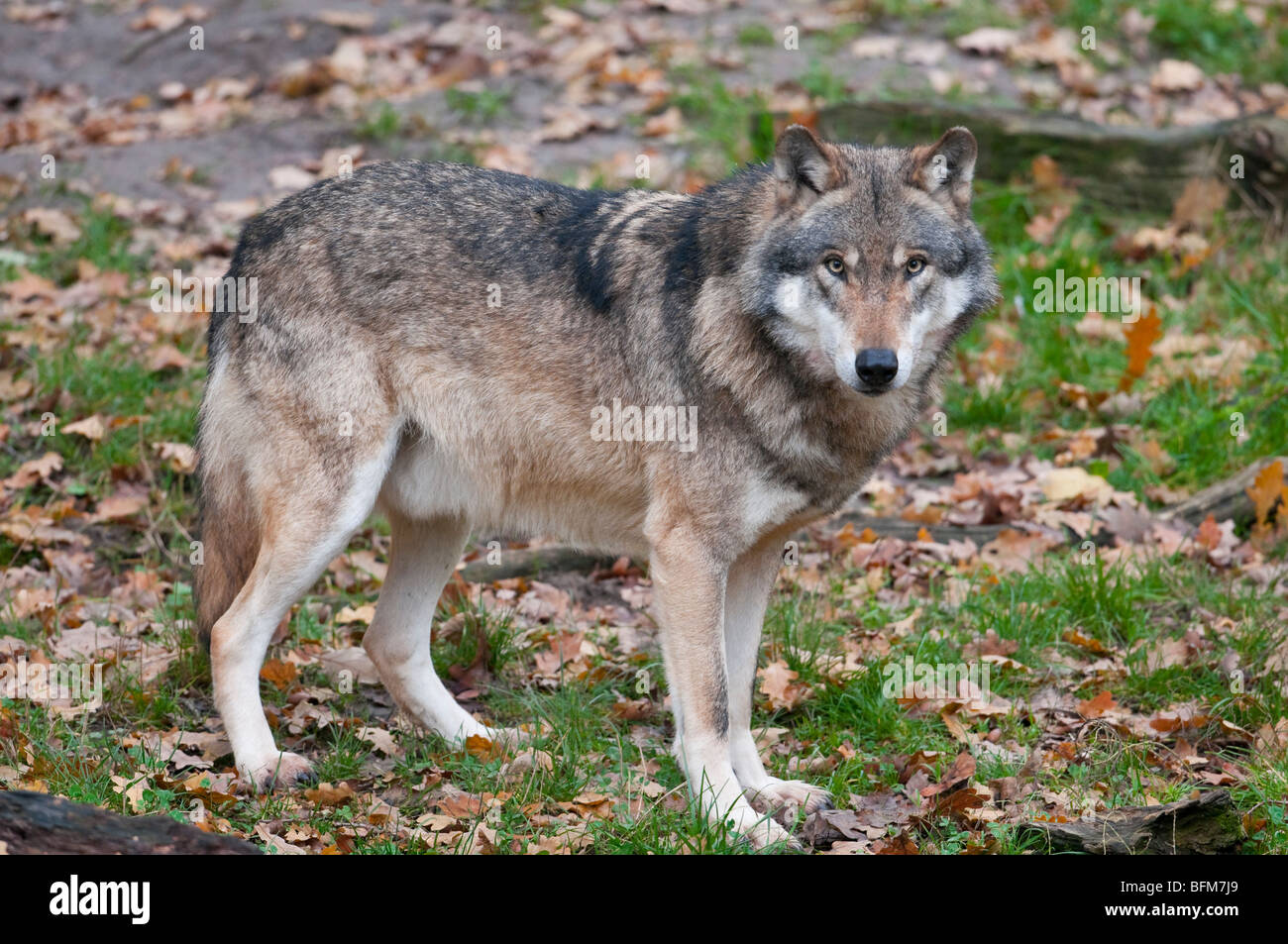Europäischer Wolf - (Canis lupus) - European wolf Stock Photo - Alamy