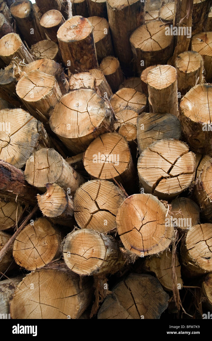 Australian hardwood logs stacked ready for milling Stock Photo - Alamy