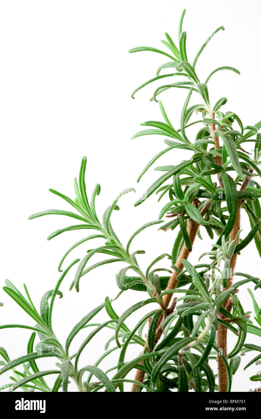 Rosemary in pot hi-res stock photography and images - Alamy