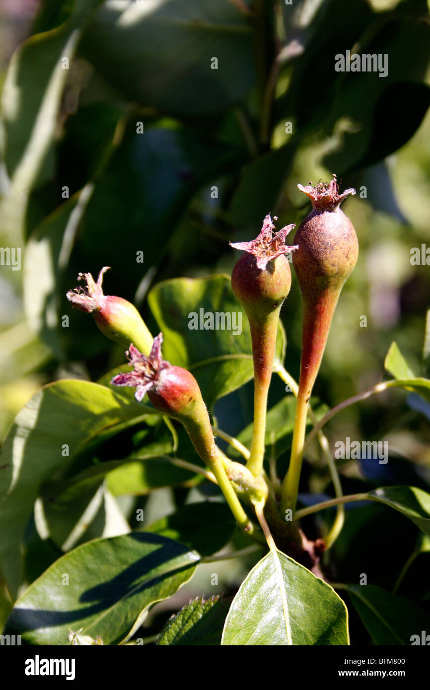 YOUNG CONFERENCE PEAR FRUITLETS DURING SPRINGTIME Stock Photo - Alamy