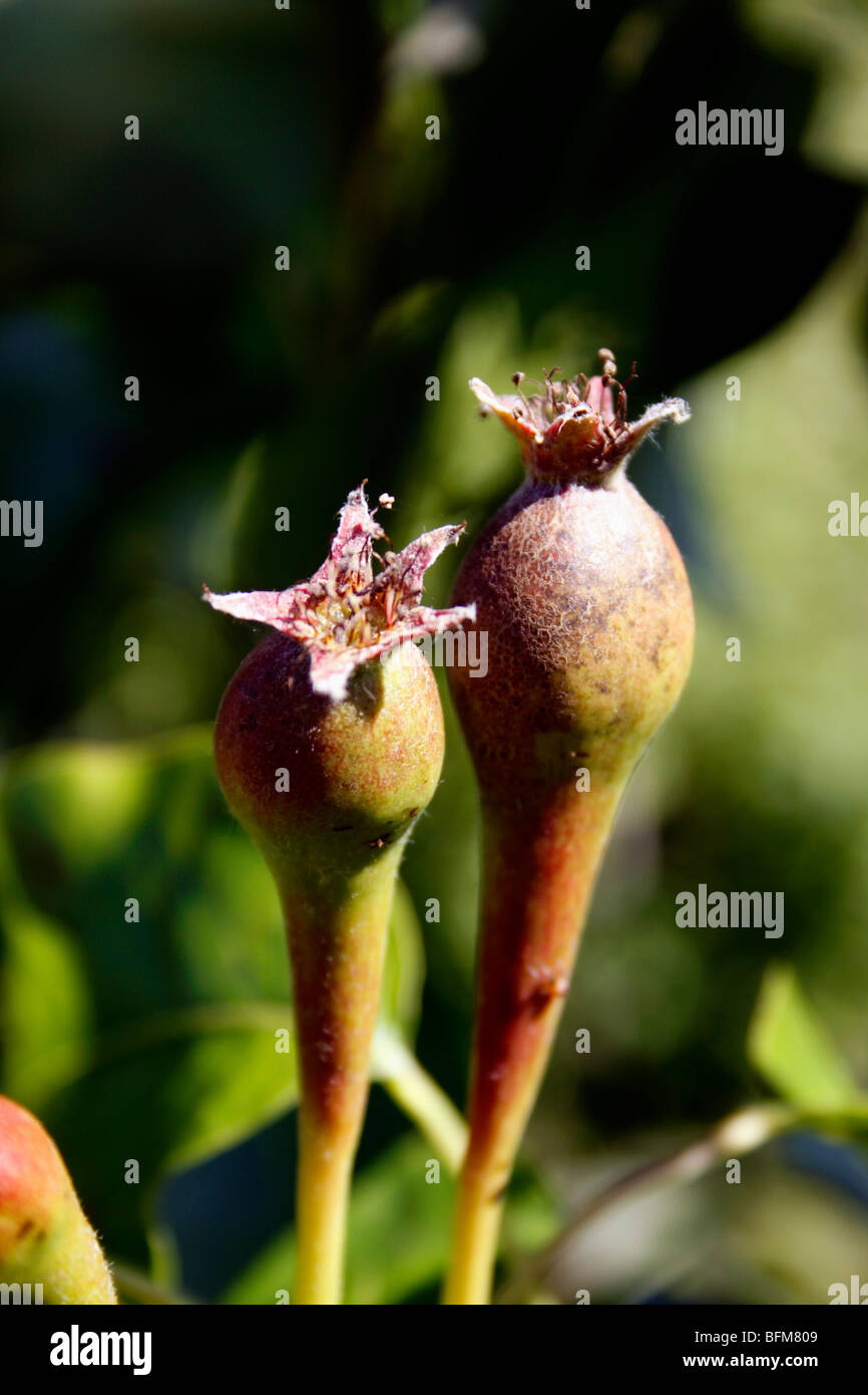 YOUNG CONFERENCE PEAR FRUITLETS DURING SPRINGTIME Stock Photo - Alamy