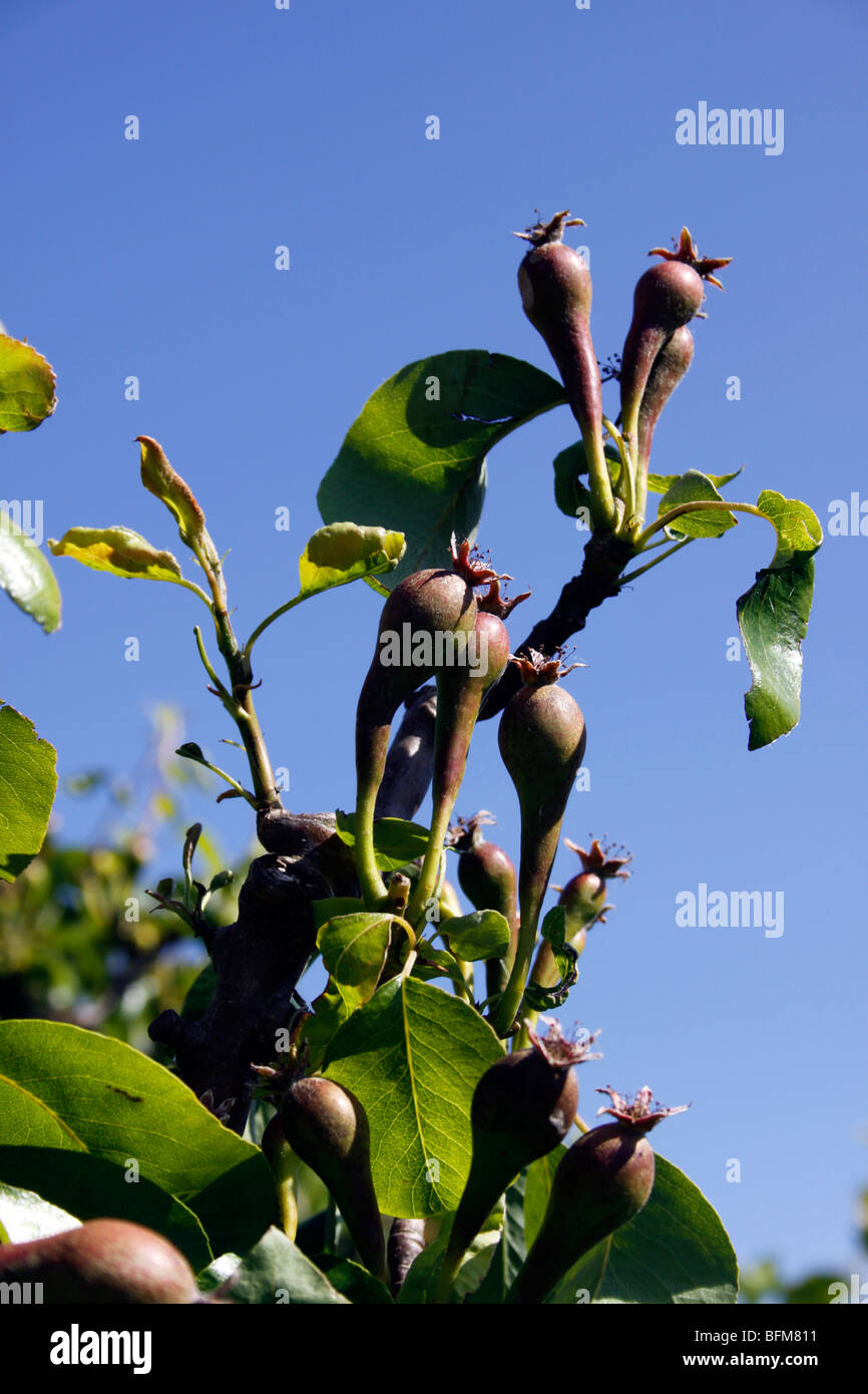 YOUNG CONFERENCE PEAR FRUITLETS DURING SPRINGTIME Stock Photo - Alamy