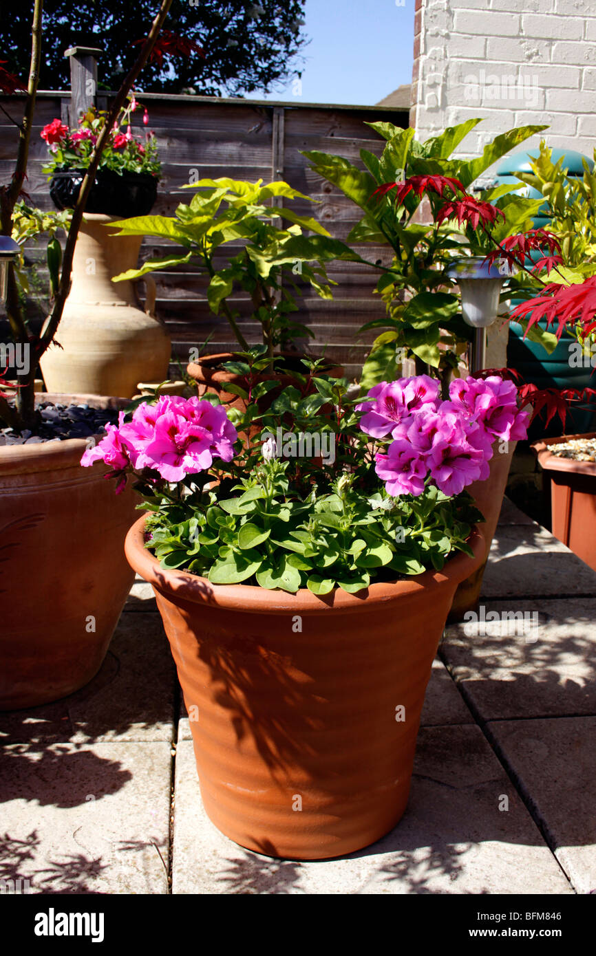 Pelargoniums pots uk hi-res stock photography and images - Alamy