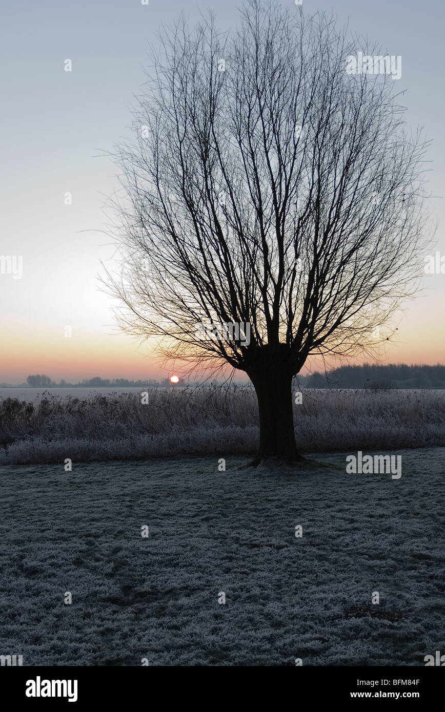 Willow tree in front of sunrise over a frozen lake Stock Photo - Alamy