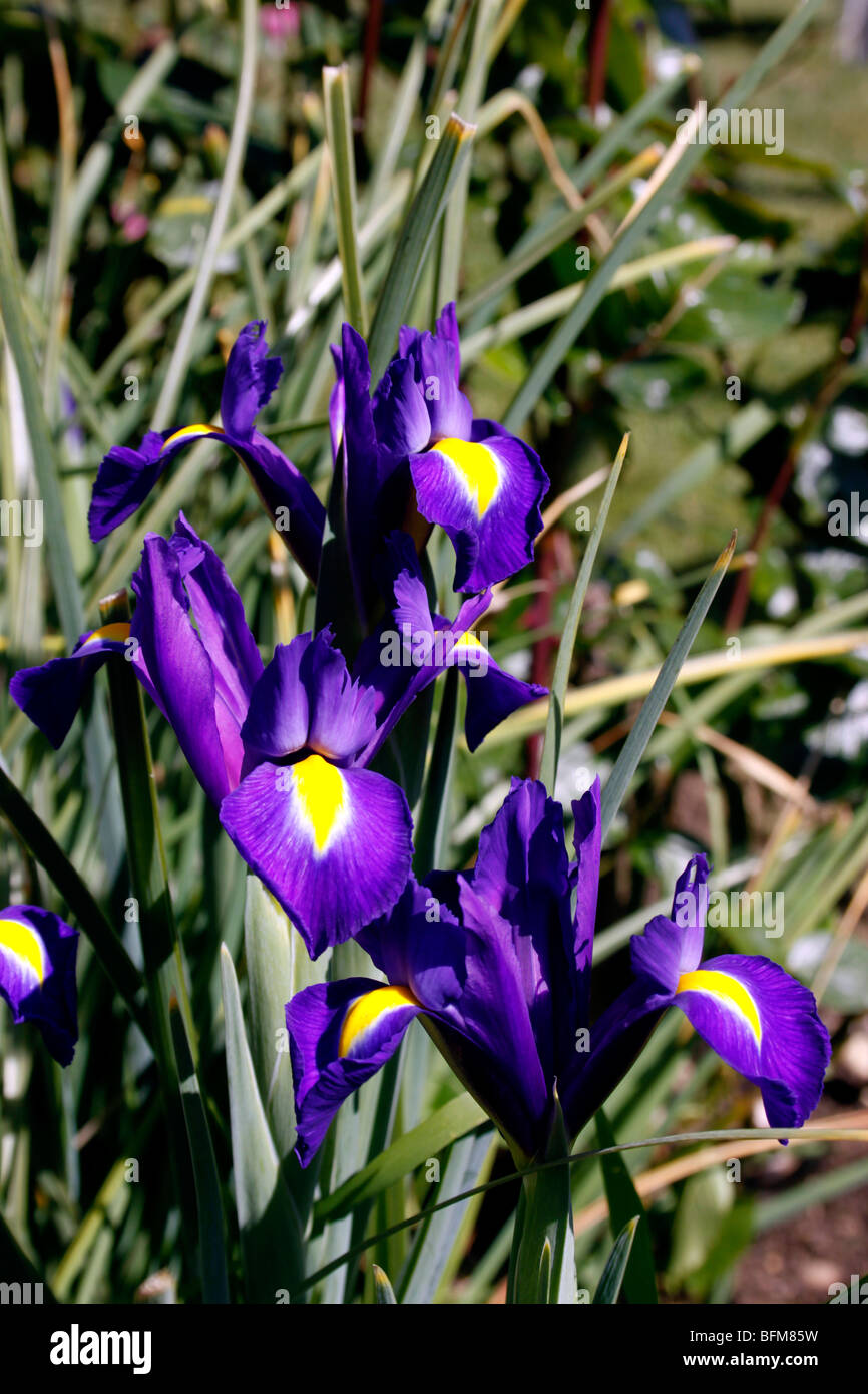 Dutch iris uk hi-res stock photography and images - Alamy