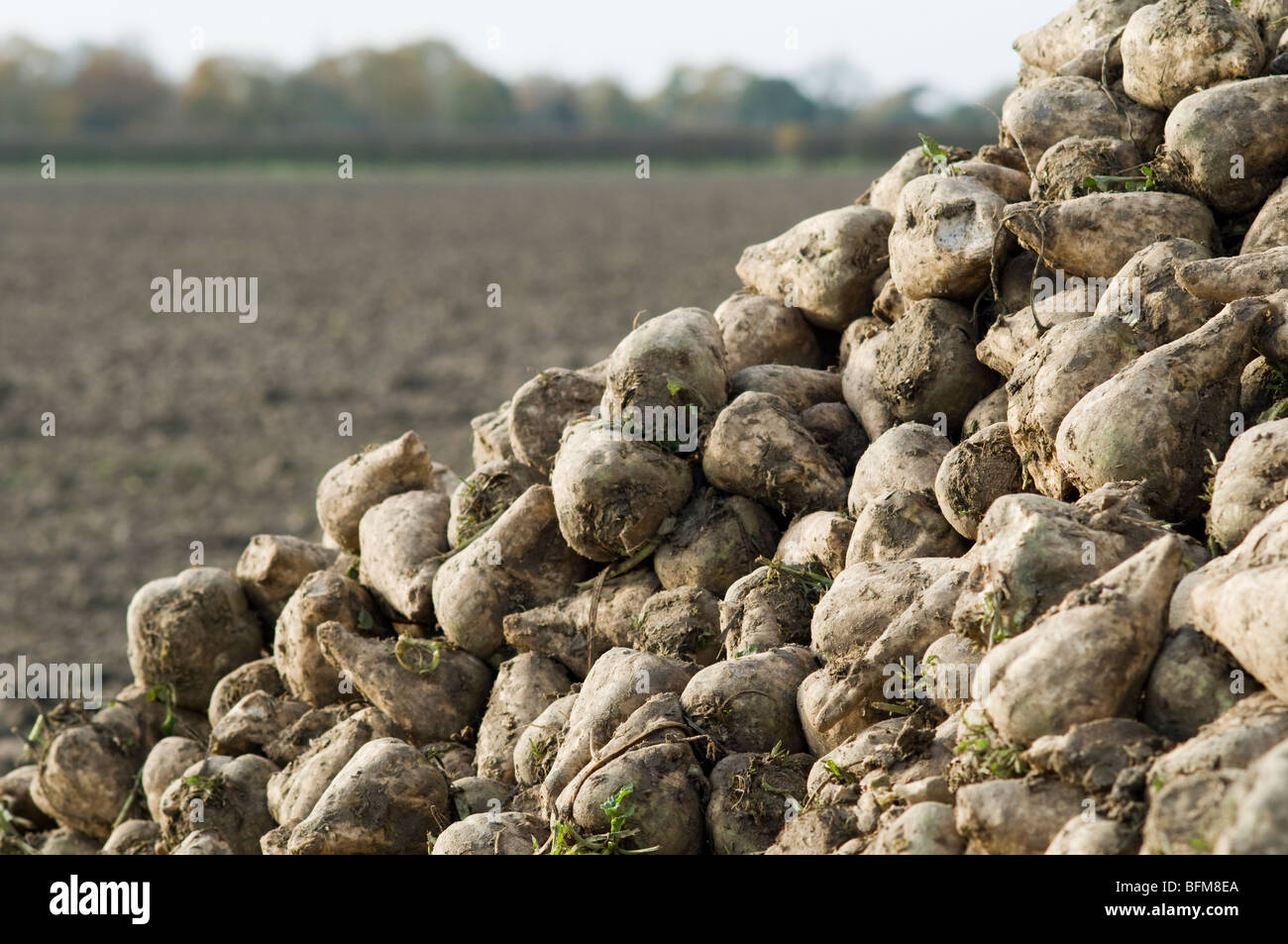 Turnips field hi-res stock photography and images - Alamy