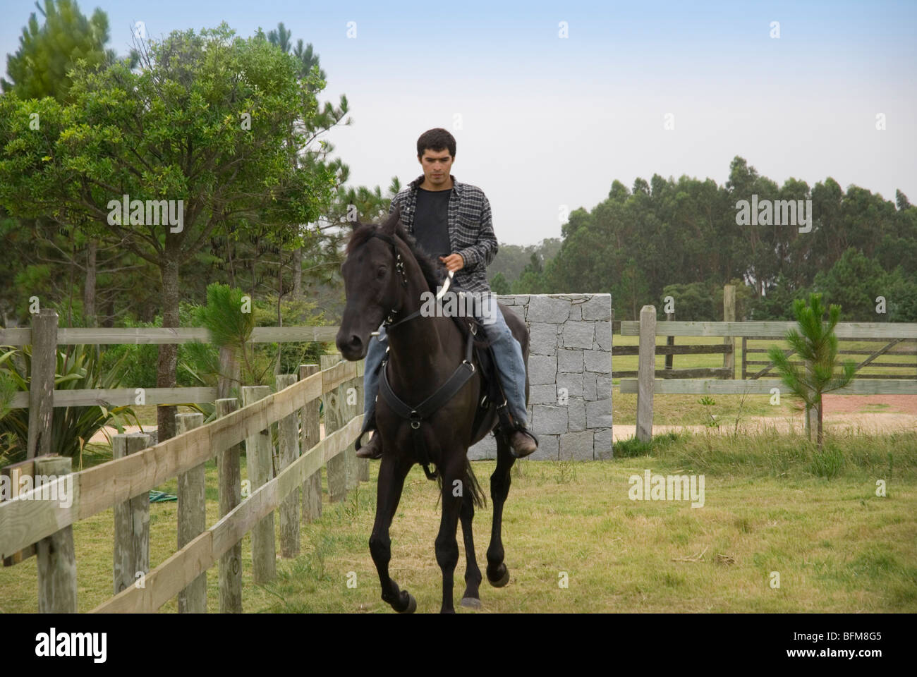 Godiva Horse High Resolution Stock Photography and Images - Alamy