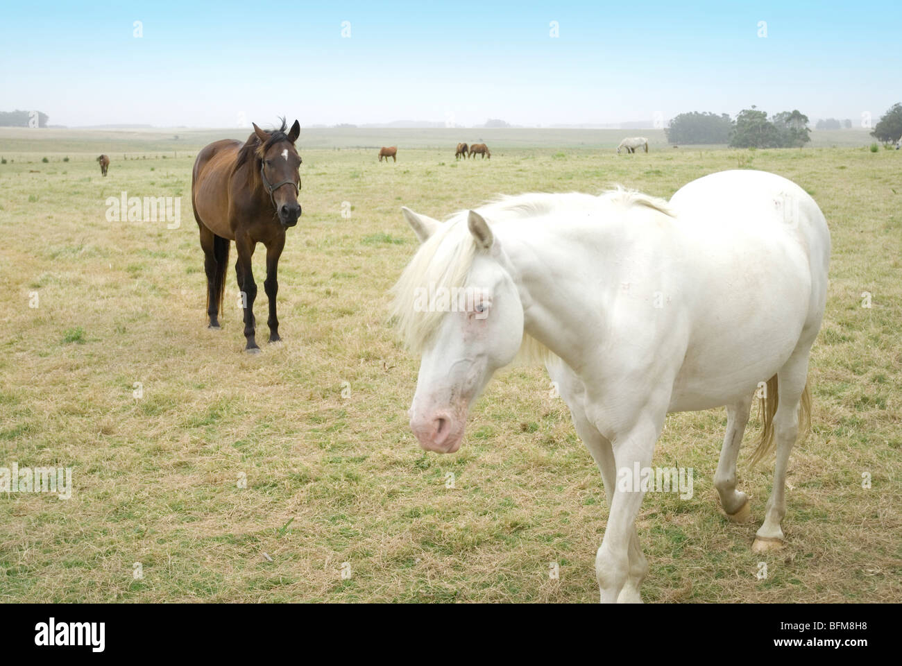 Haras godiva hi-res stock photography and images - Alamy