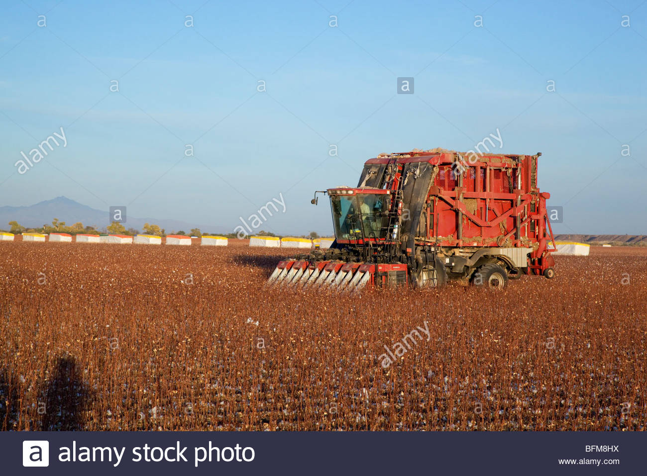 Cotton Picker Stock Photos & Cotton Picker Stock Images - Alamy