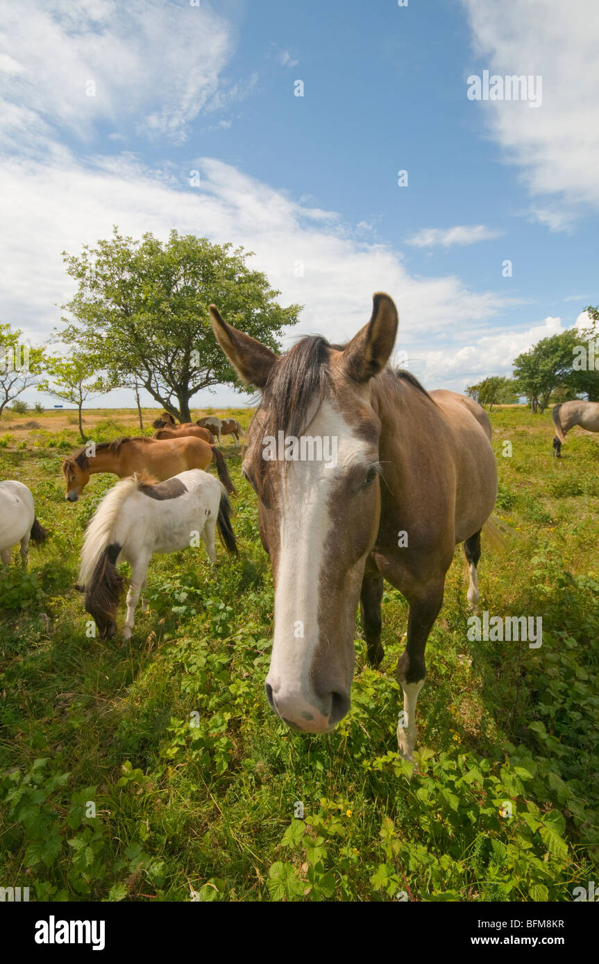 Horses on a moor Stock Photo - Alamy
