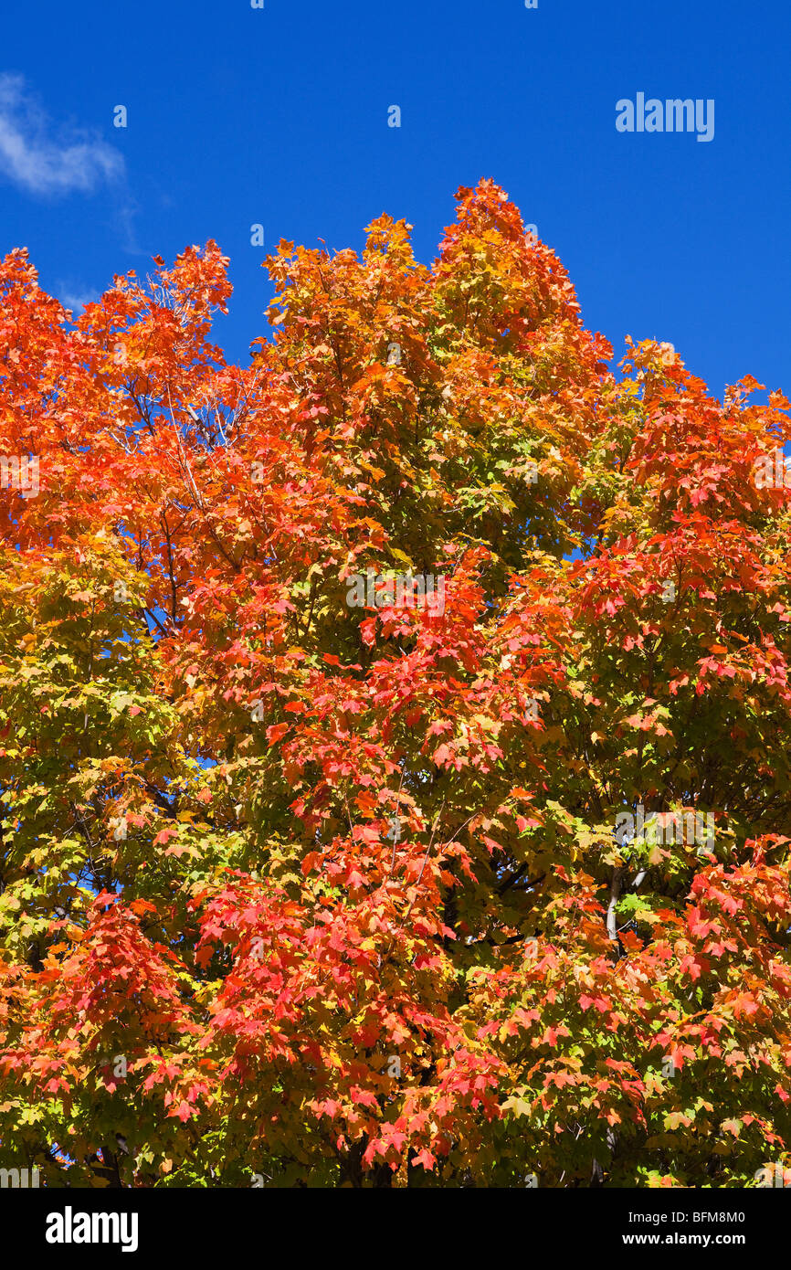 Nature Changing Colours Stock Photo - Alamy