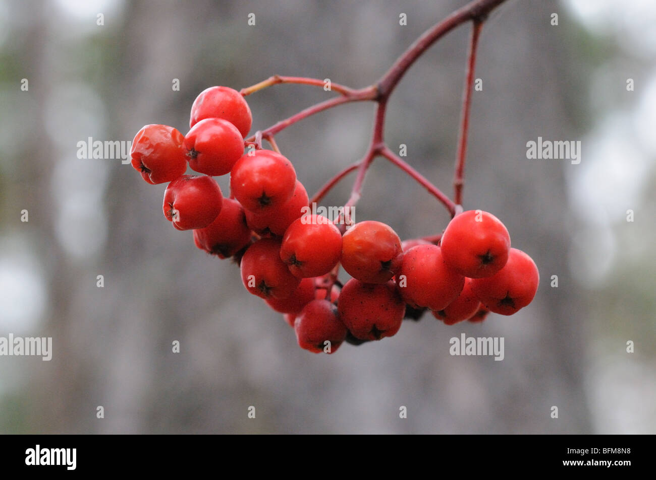 Rowan berries on a bare branch Stock Photo - Alamy