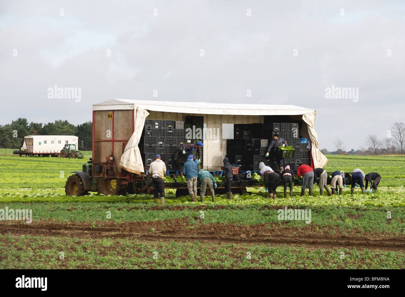 Migrant workers from Eastern Europe harvesting lettuces Stock Photo - Alamy