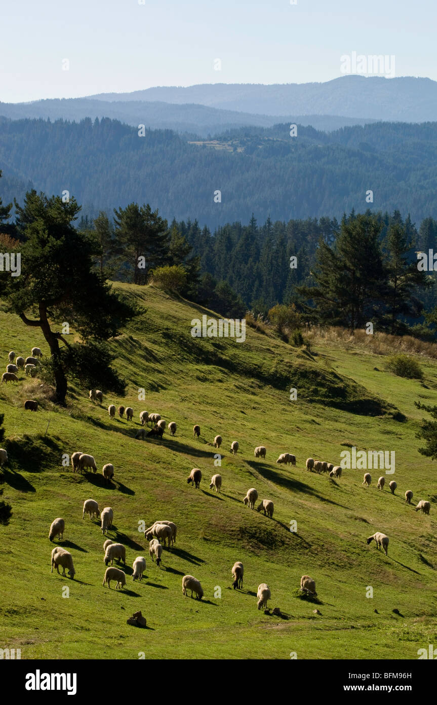 Balkan Sheep High Resolution Stock Photography and Images - Alamy