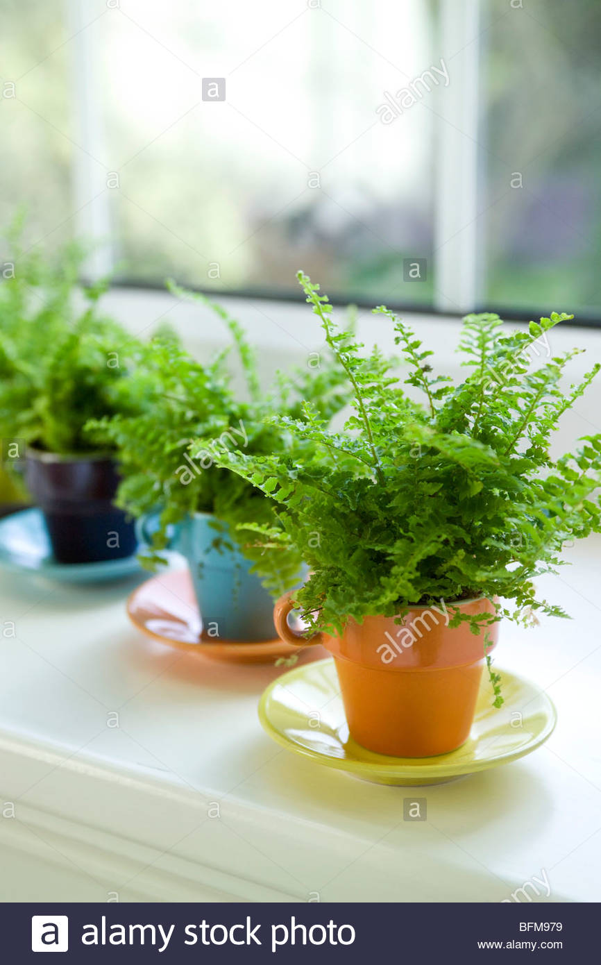 Boston Fern Stock Photos & Boston Fern Stock Images - Alamy