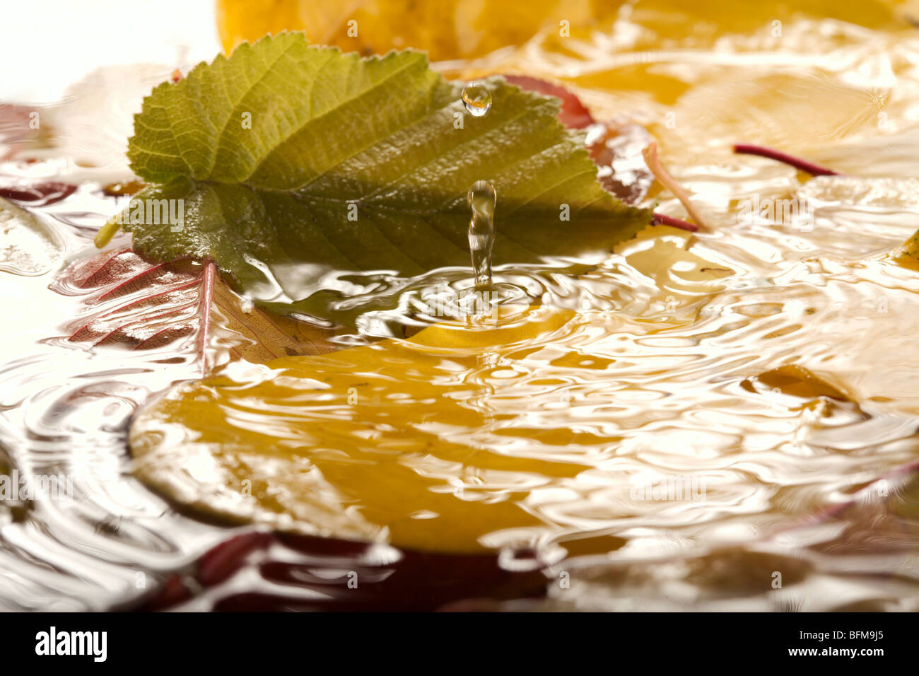Wet autumn leaves in water from a rain Stock Photo - Alamy