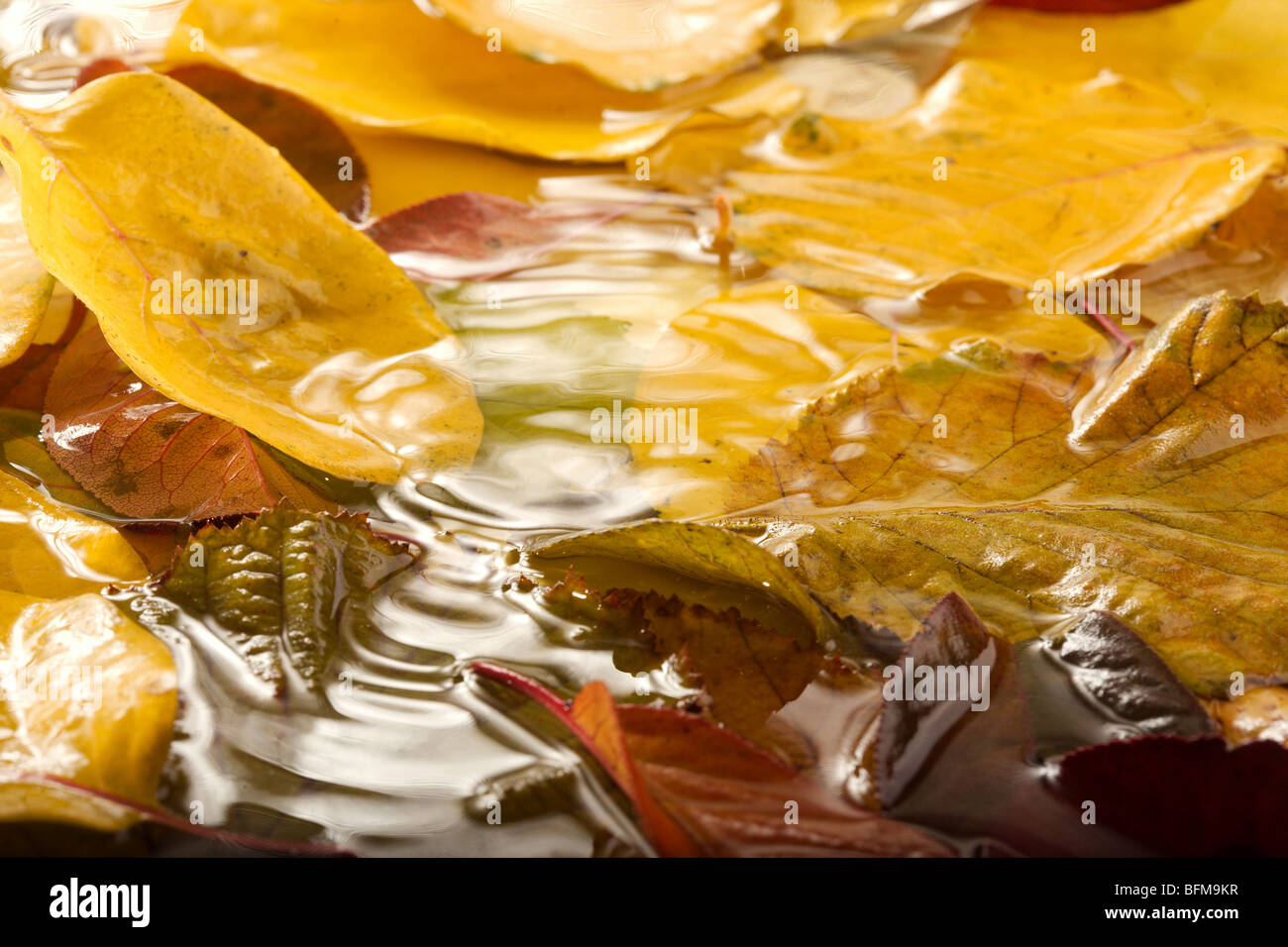 Wet autumn leaves in water from a rain Stock Photo - Alamy