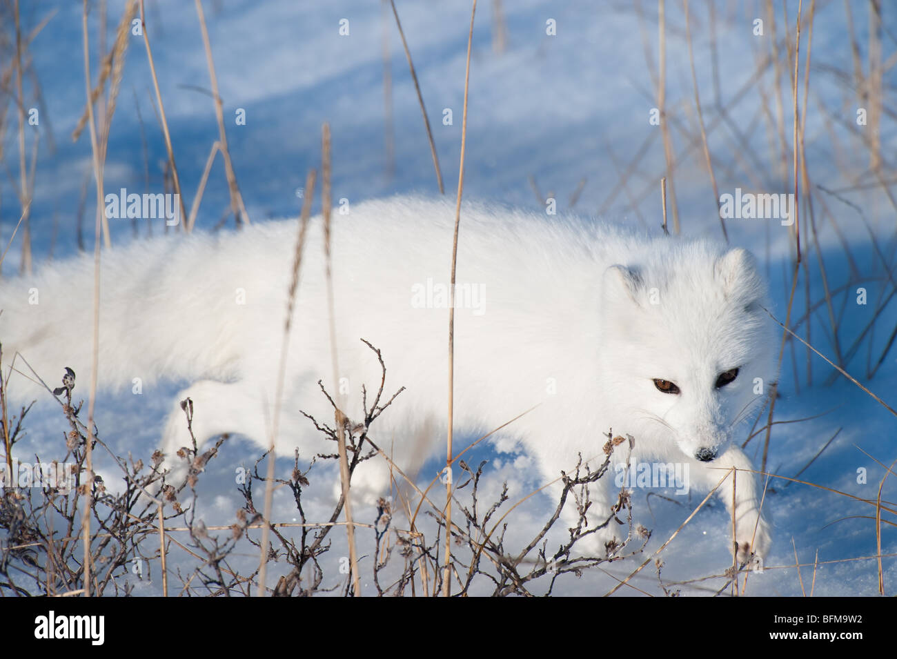 Arctic Fox hunting on the snow Stock Photo - Alamy