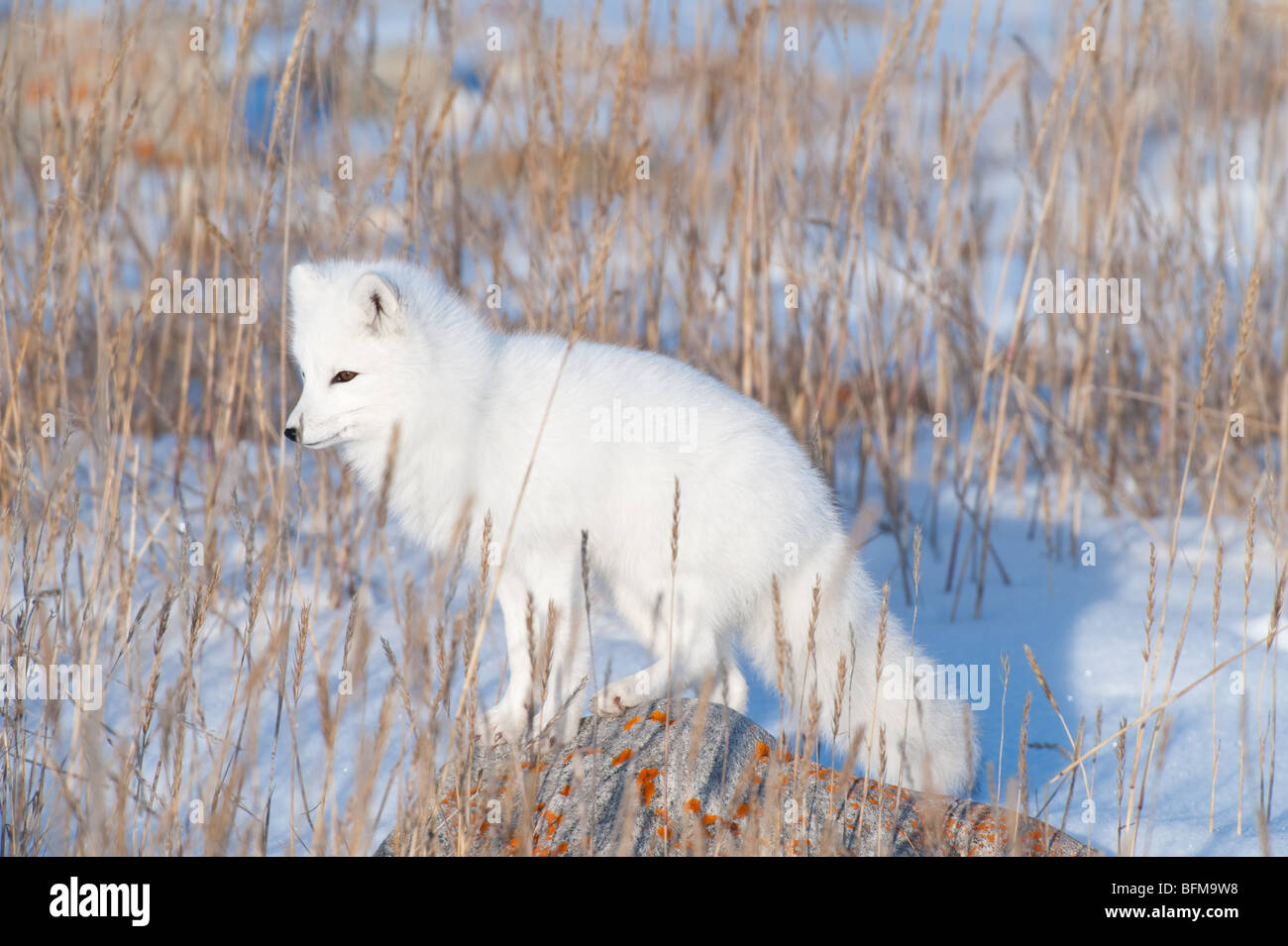 Arctic fox snow hunting hi-res stock photography and images - Alamy