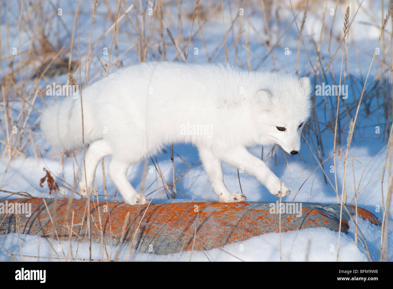 Arctic Fox hunting on the snow Stock Photo - Alamy