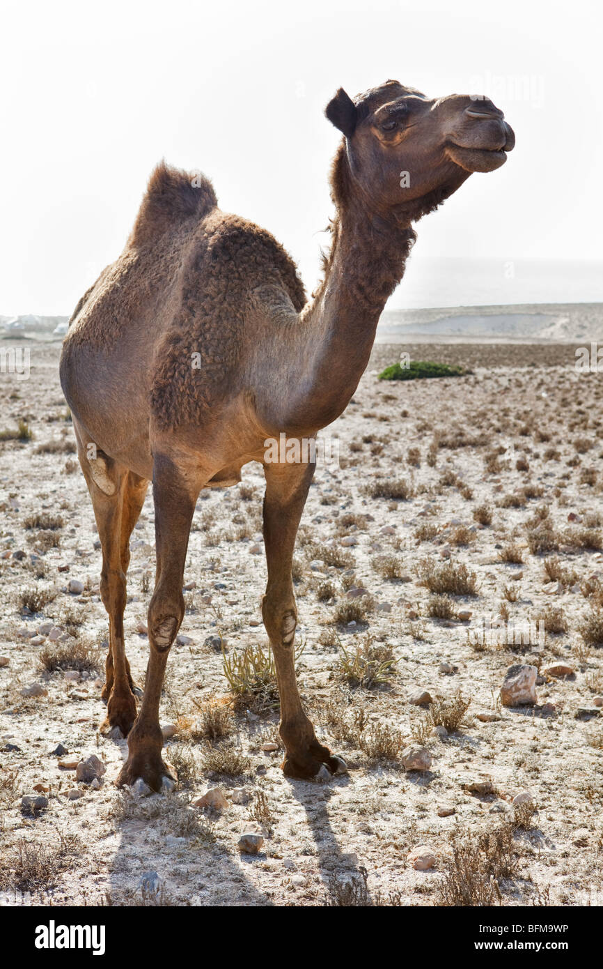 Camel morocco hi-res stock photography and images - Alamy