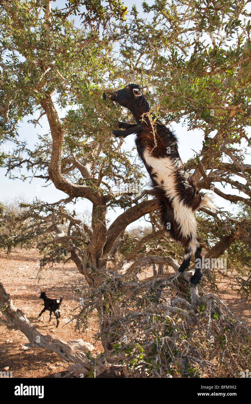 The goat tree hi-res stock photography and images - Alamy