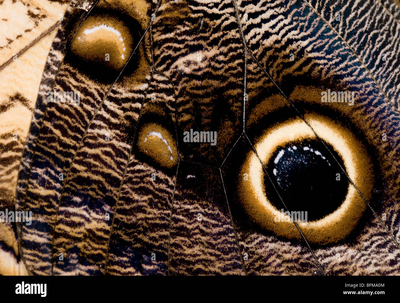 great owl butterfly in costa rica Stock Photo - Alamy