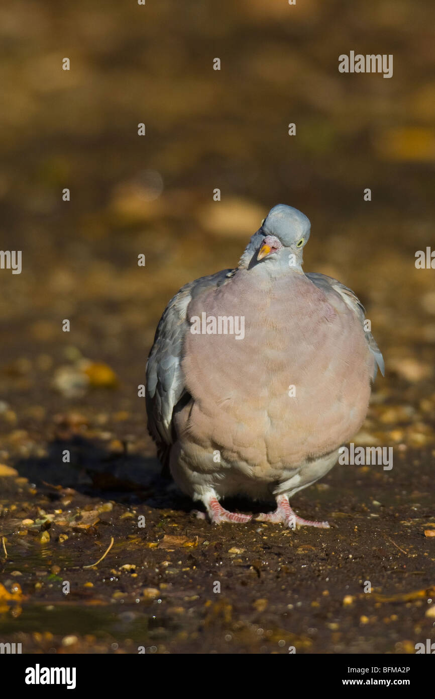 Fat pigeon hi-res stock photography and images - Alamy