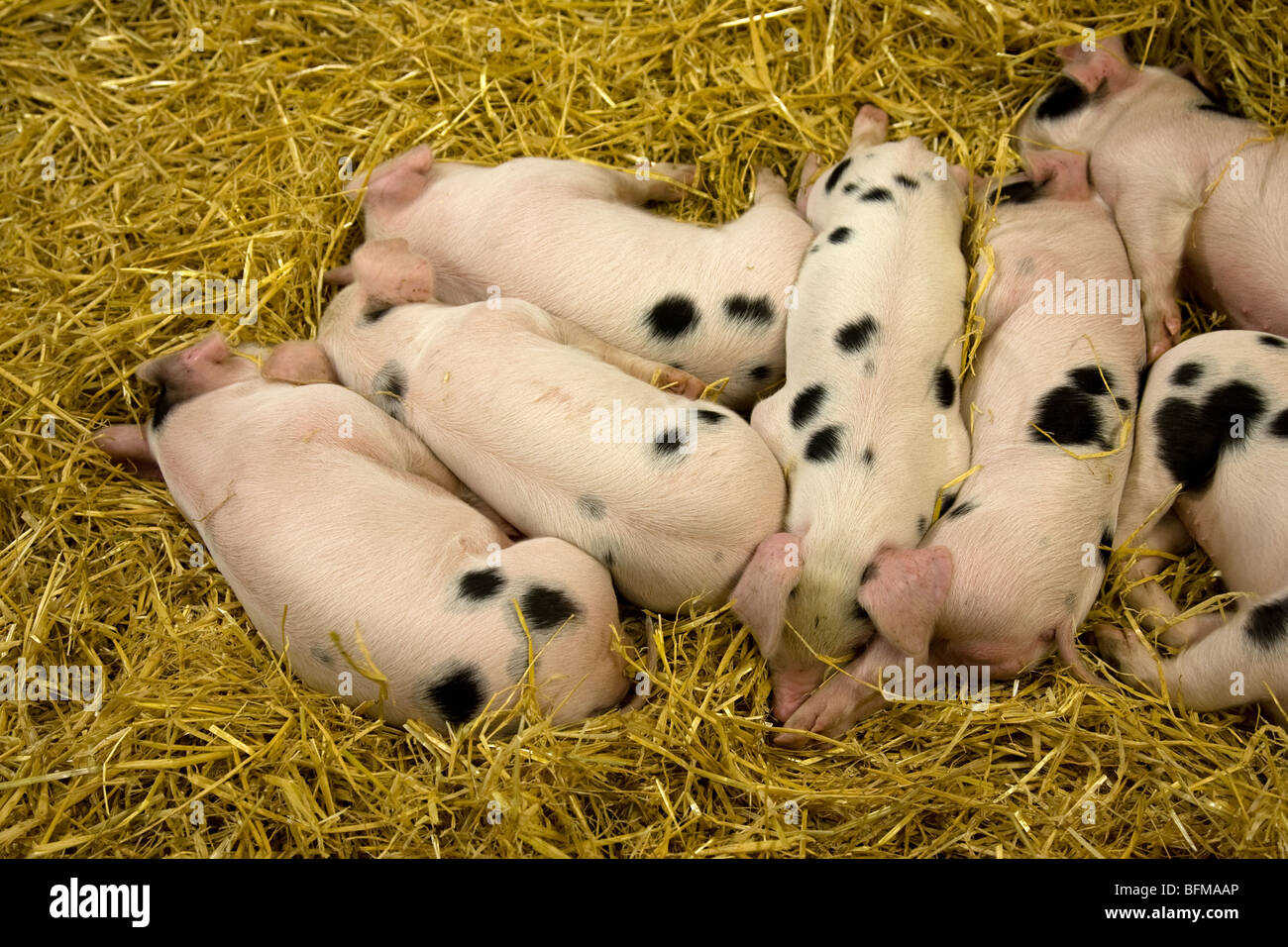 Gloustershire Old Spot Piglets Stock Photo - Alamy