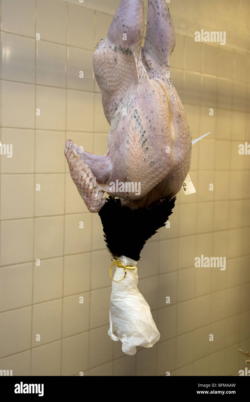 Turkey hanging in a butchers shop Stock Photo - Alamy
