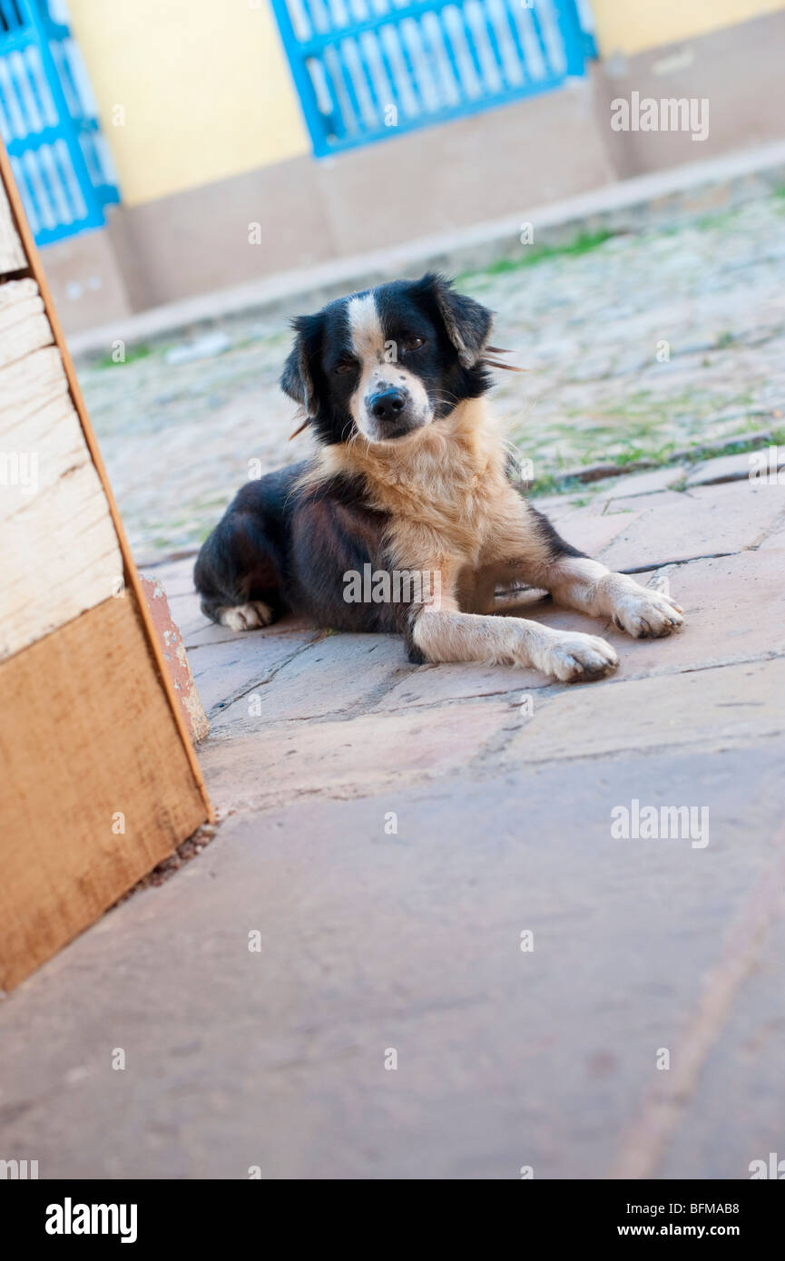 Cuban Stray Dog Stock Photo - Alamy