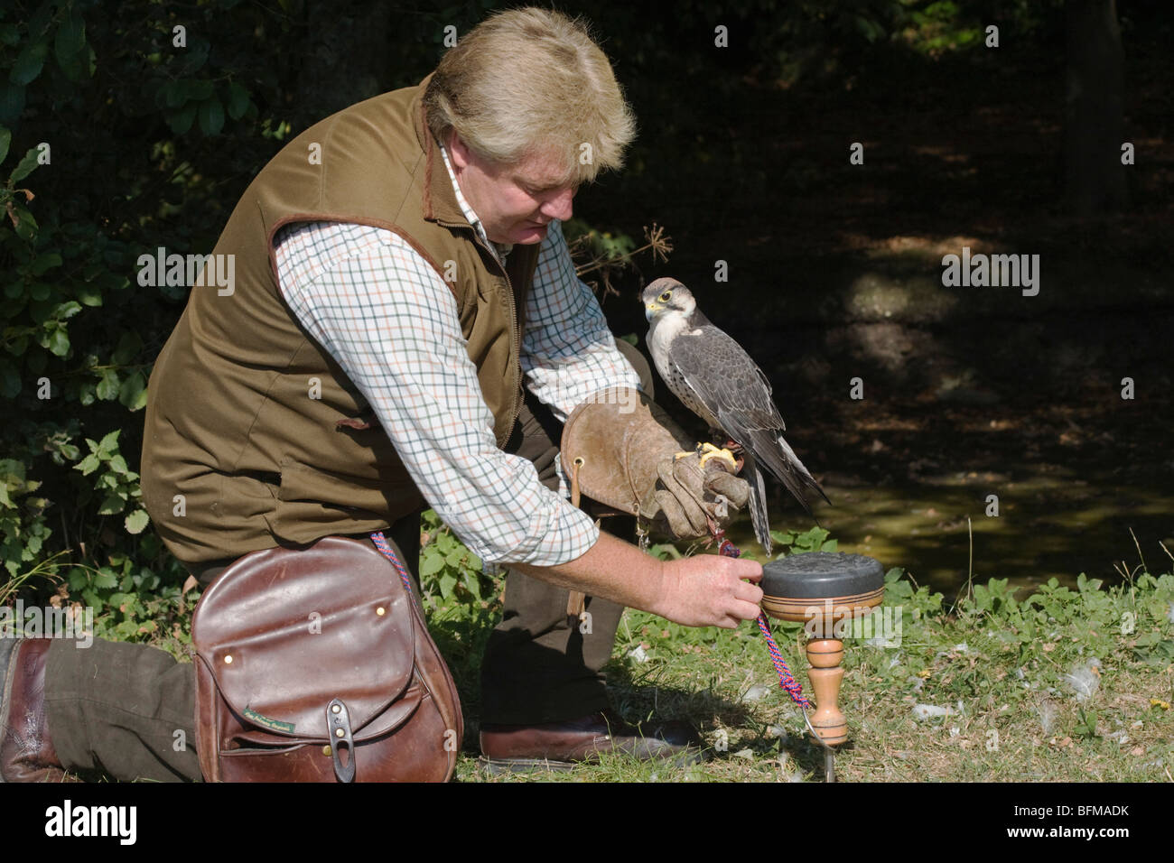 Falconer with Lanner Falcon (captive) Falco biarmicus, UK Stock Photo ...