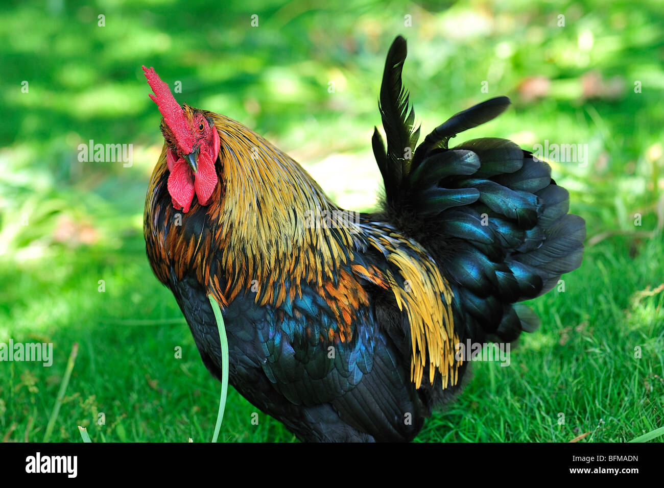 A colourful rooster Stock Photo - Alamy