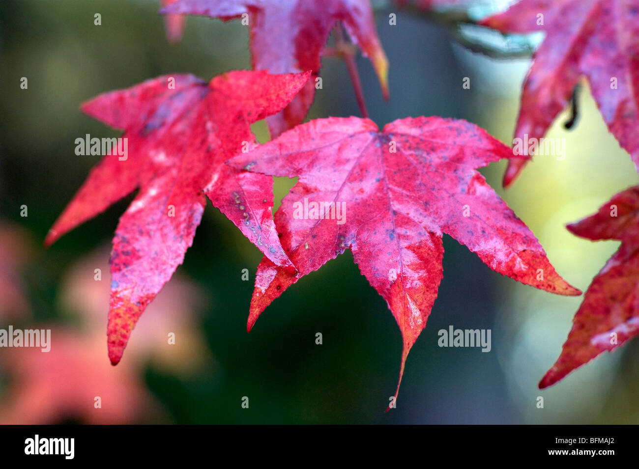 Fall colors change of season Autumn turns color in leaves Stock Photo ...