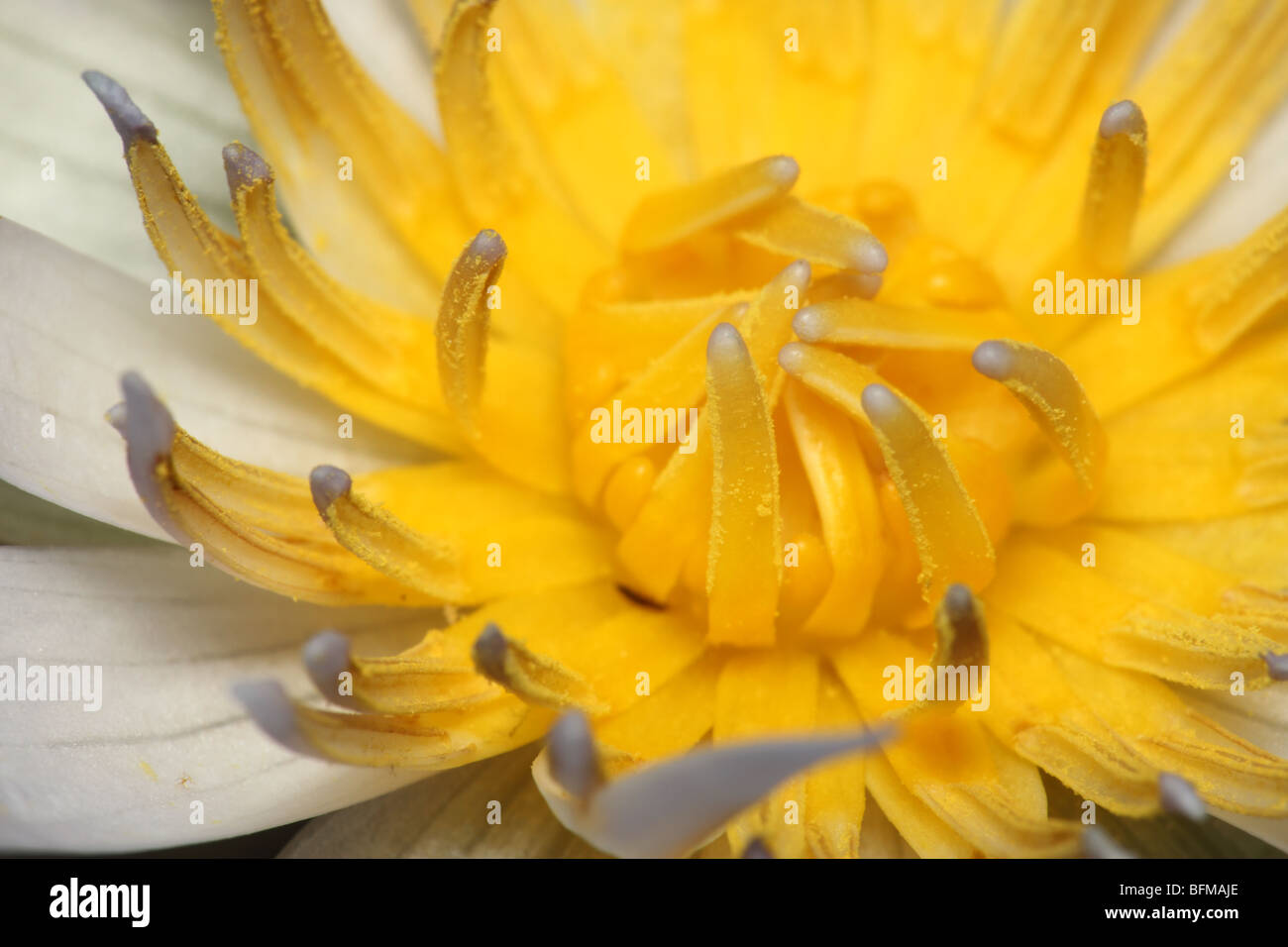 Asian water lily hi-res stock photography and images - Alamy