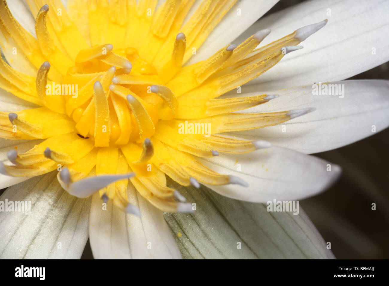 Asian water lily hi-res stock photography and images - Alamy