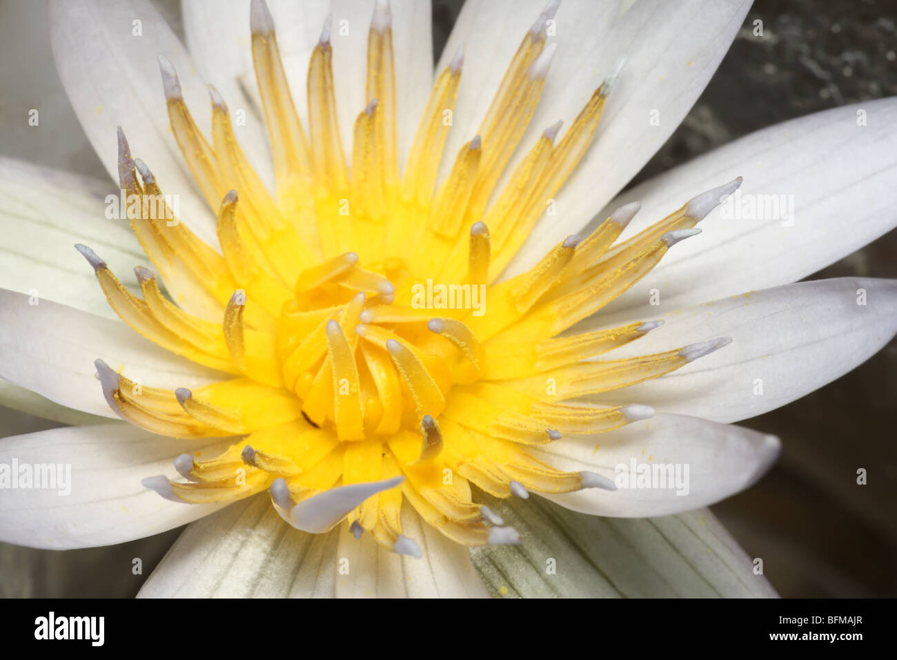 Small water lily hi-res stock photography and images - Alamy