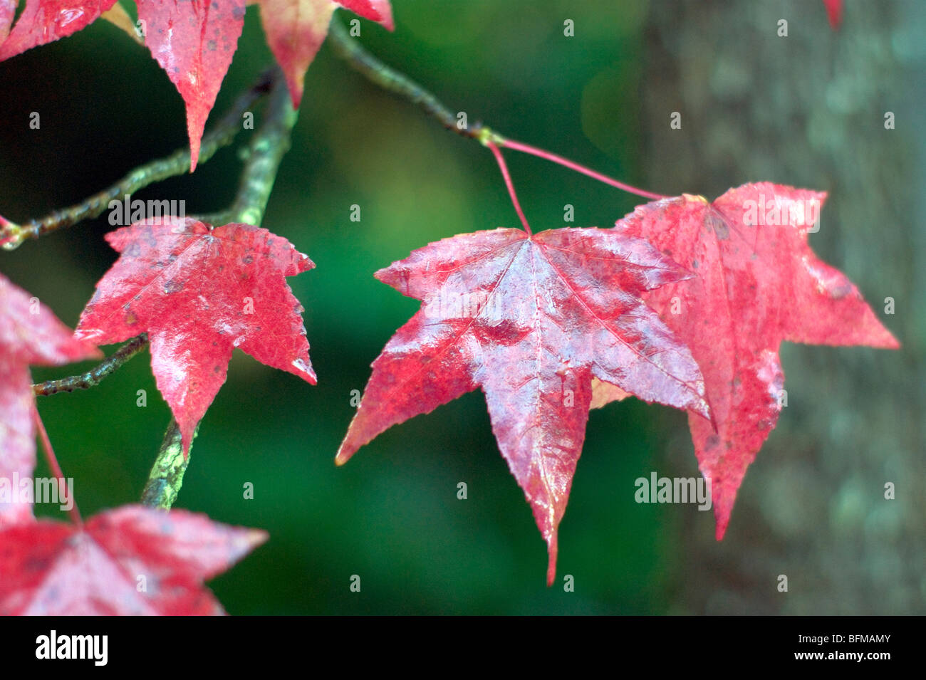 Fall colors change of season Autumn turns color in leaves Stock Photo ...