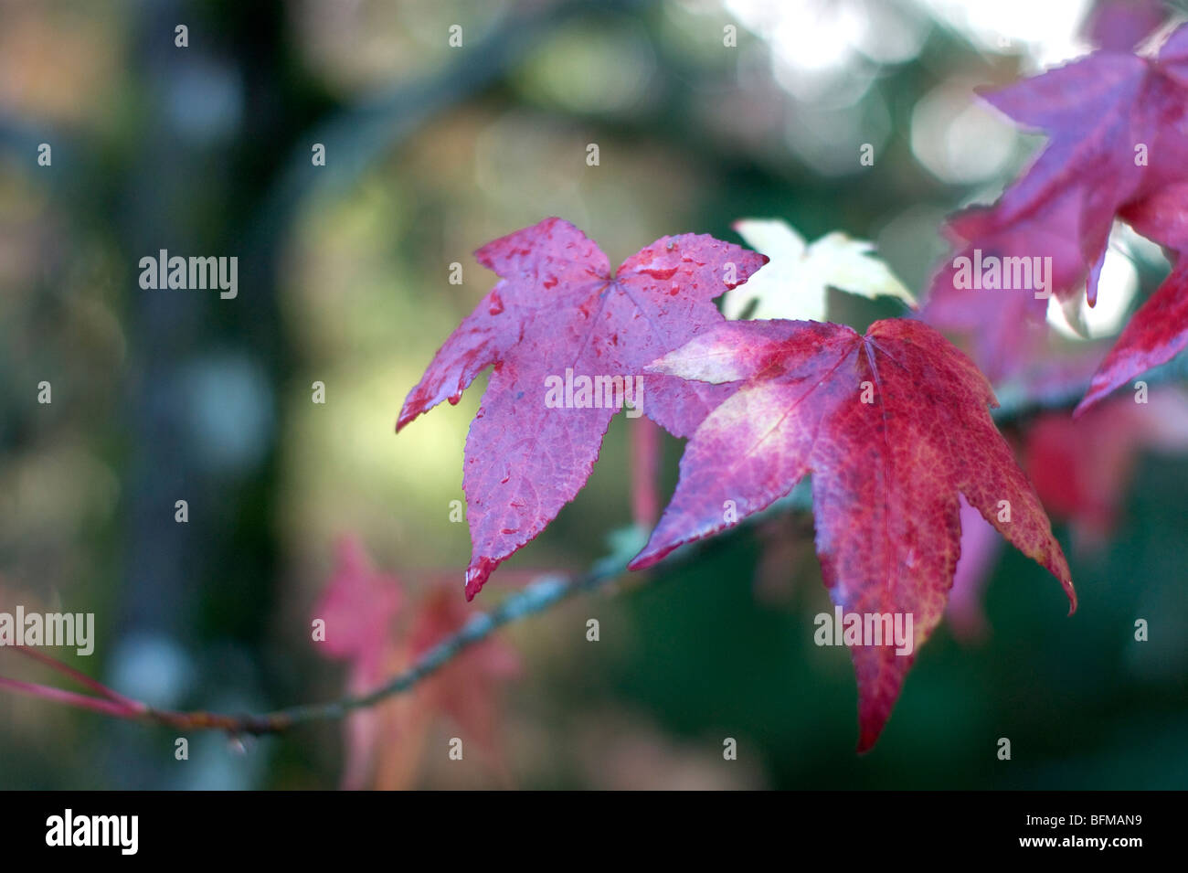 Fall colors change of season Autumn turns color in leaves Stock Photo ...
